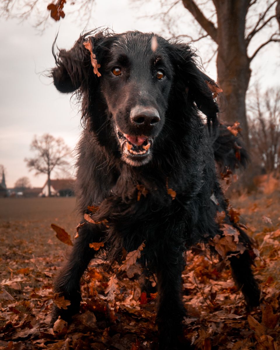 Insectenbeet overgevoeligheid - Dierenartsenpraktijk Ell ...